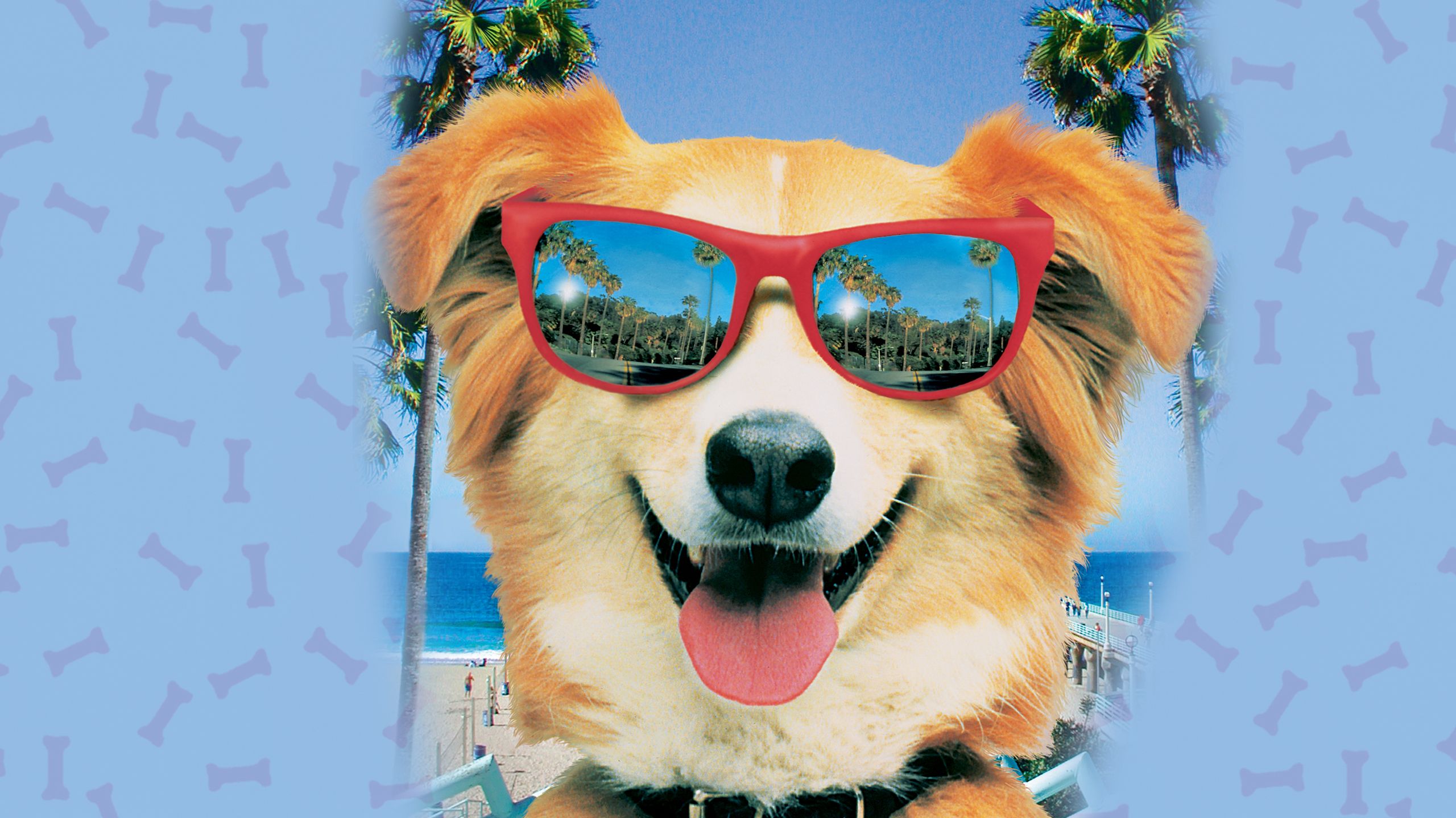 Bingo | Full Movie | Movies Anywhere