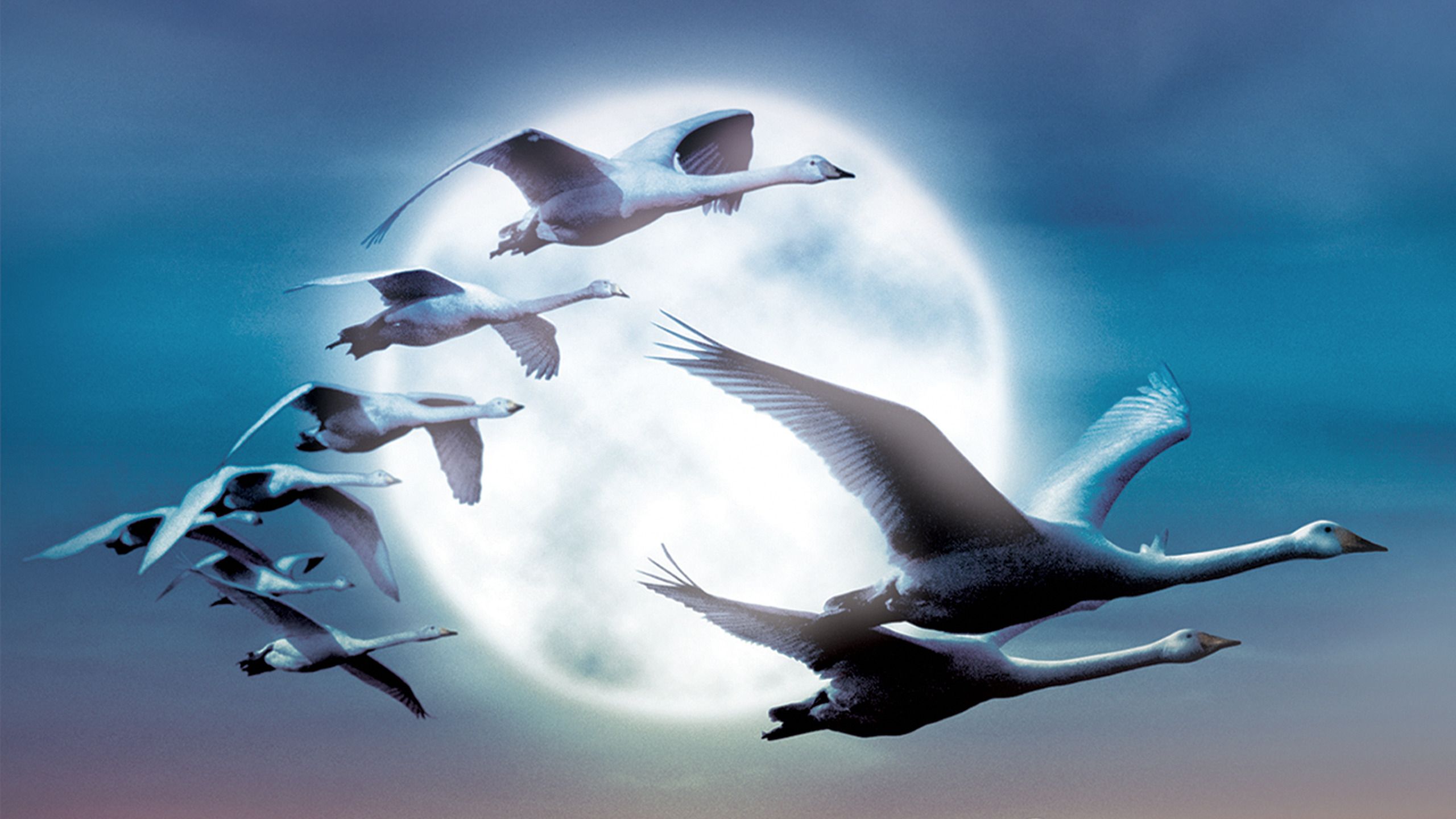 Winged Migration | Full Movie | Movies Anywhere