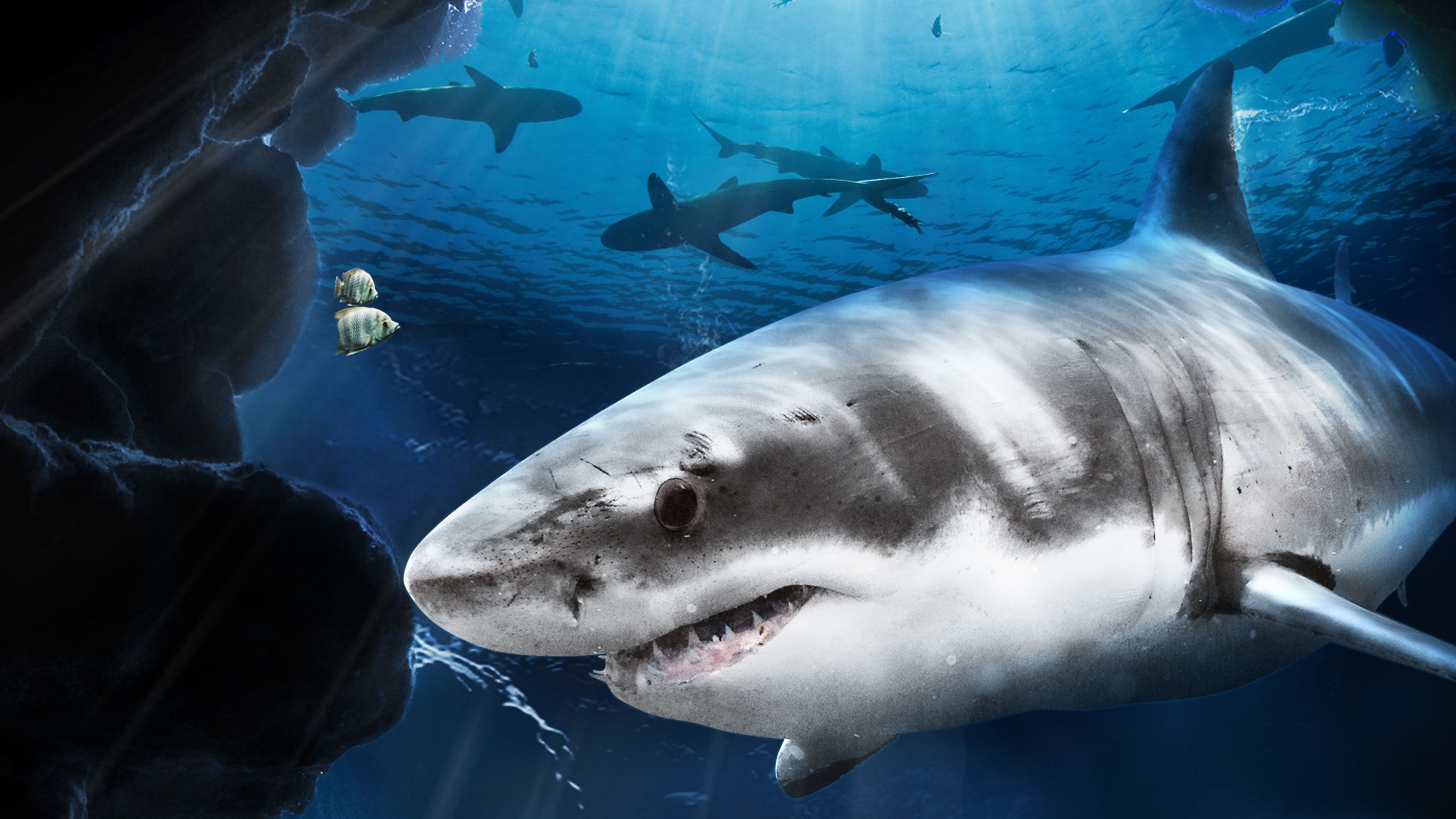 Ocean Predators | Full Movie | Movies Anywhere