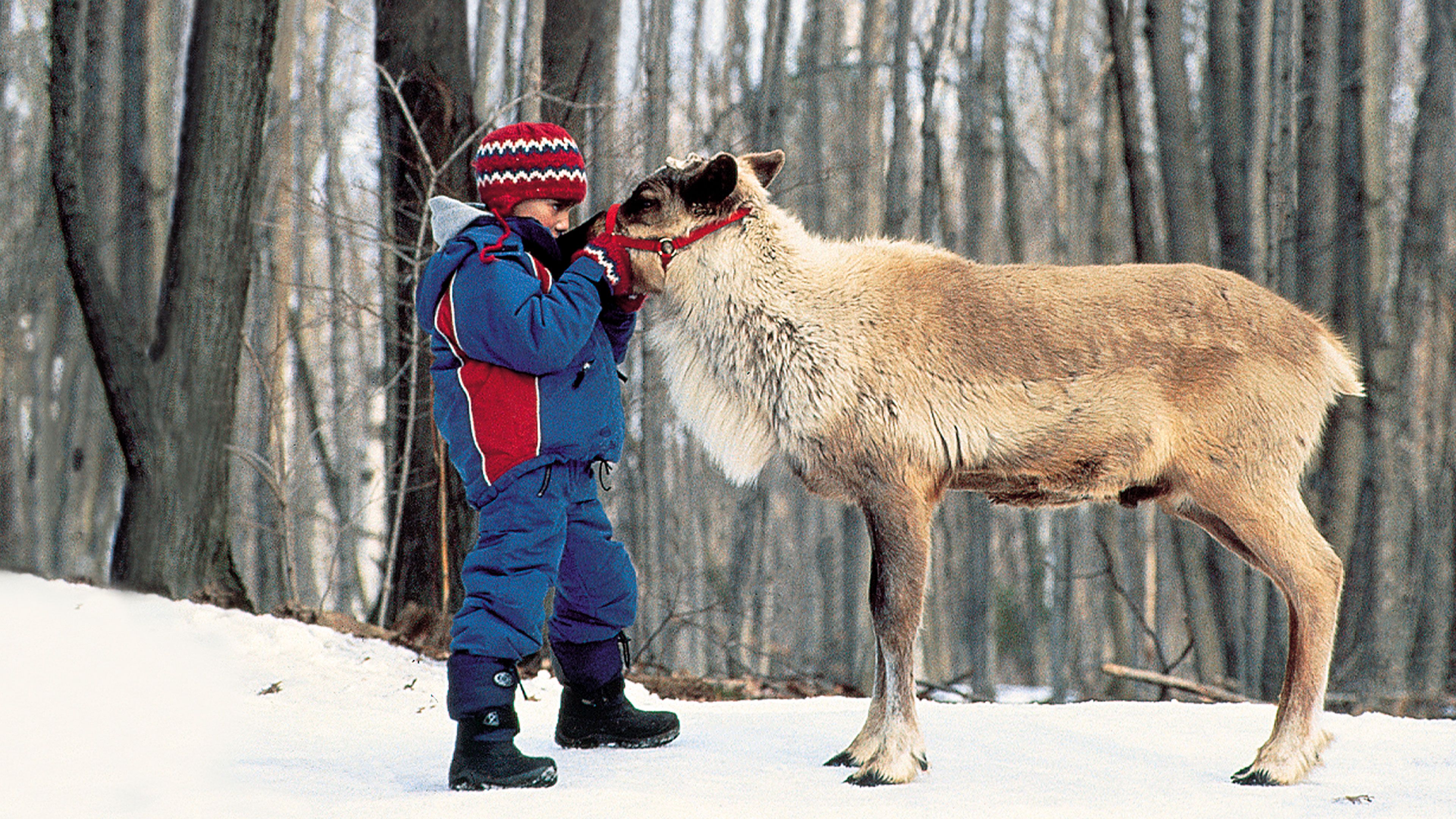 Prancer Returns | Full Movie | Movies Anywhere