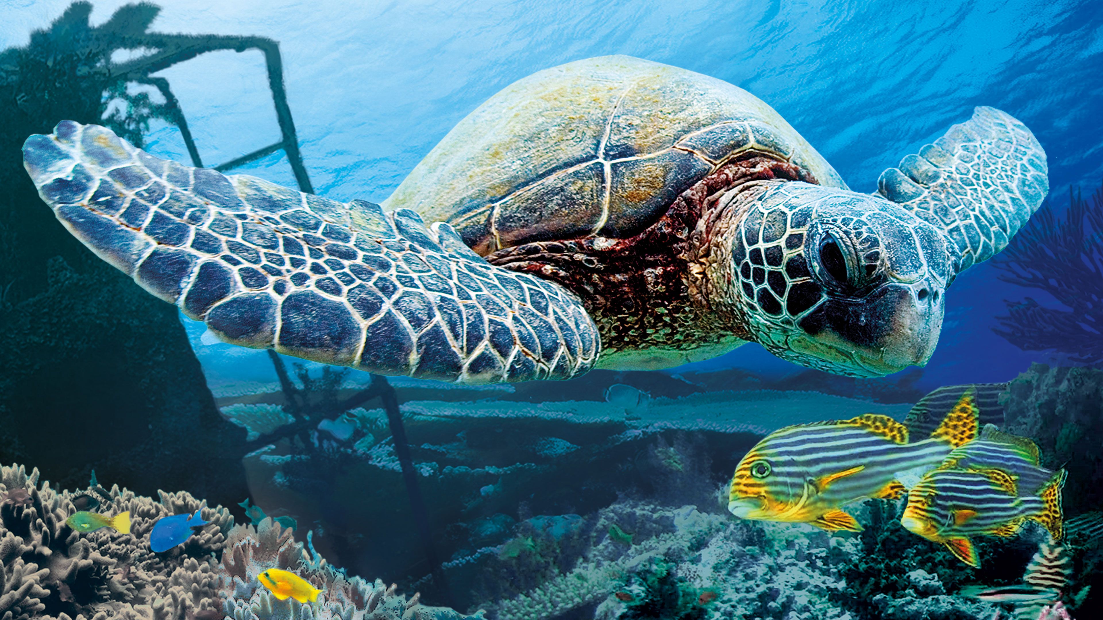 Fascination Coral Reef | Full Movie | Movies Anywhere