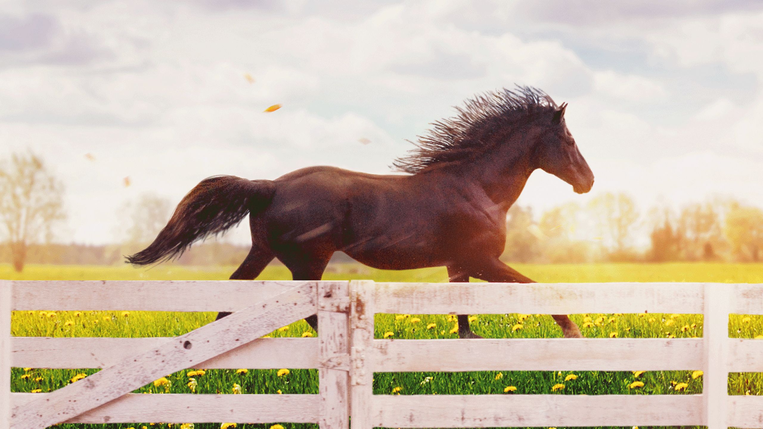 Flicka | Full Movie | Movies Anywhere