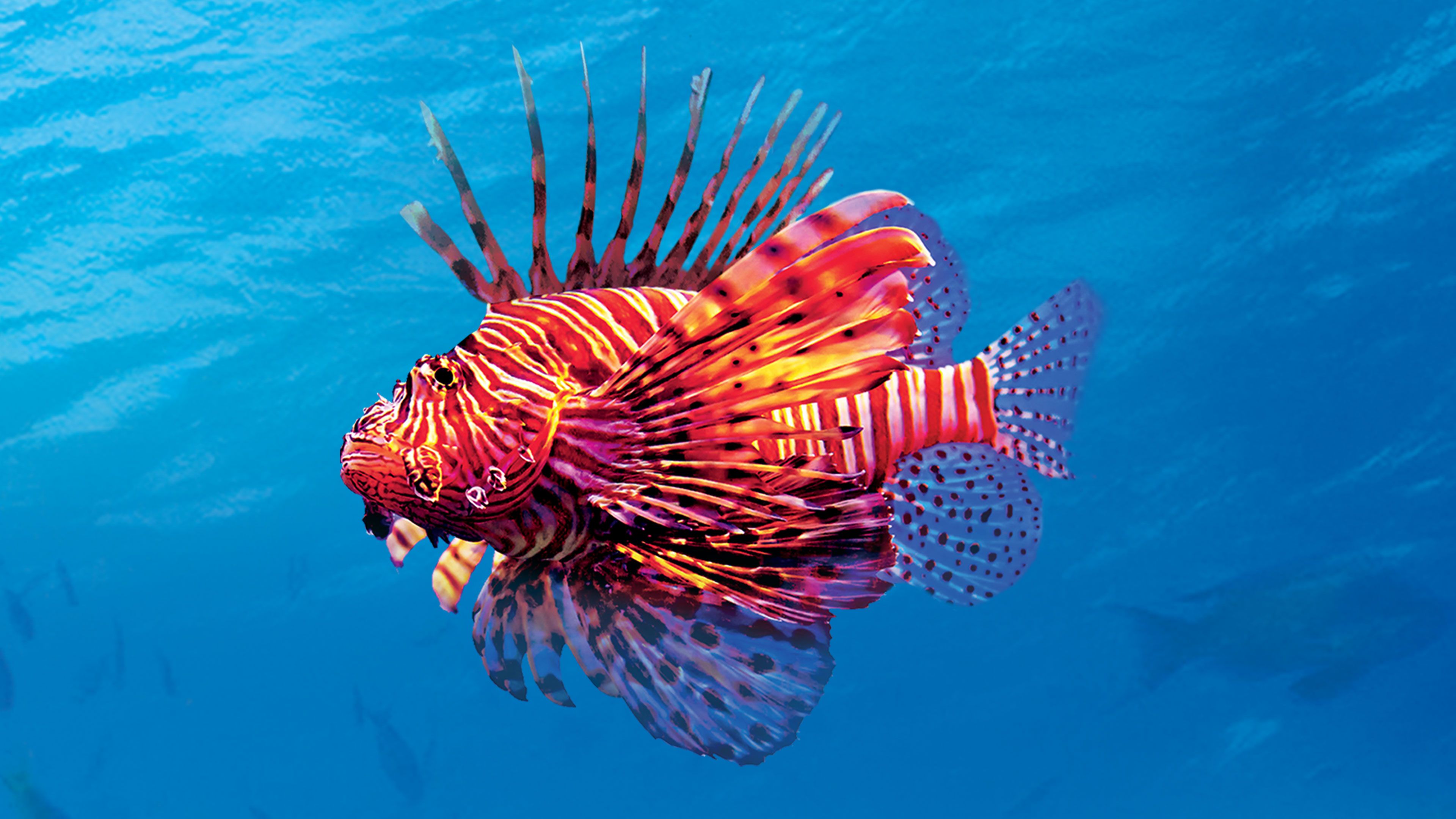 Fascination Coral Reef: Hunters & The Hunted | Full Movie | Movies Anywhere