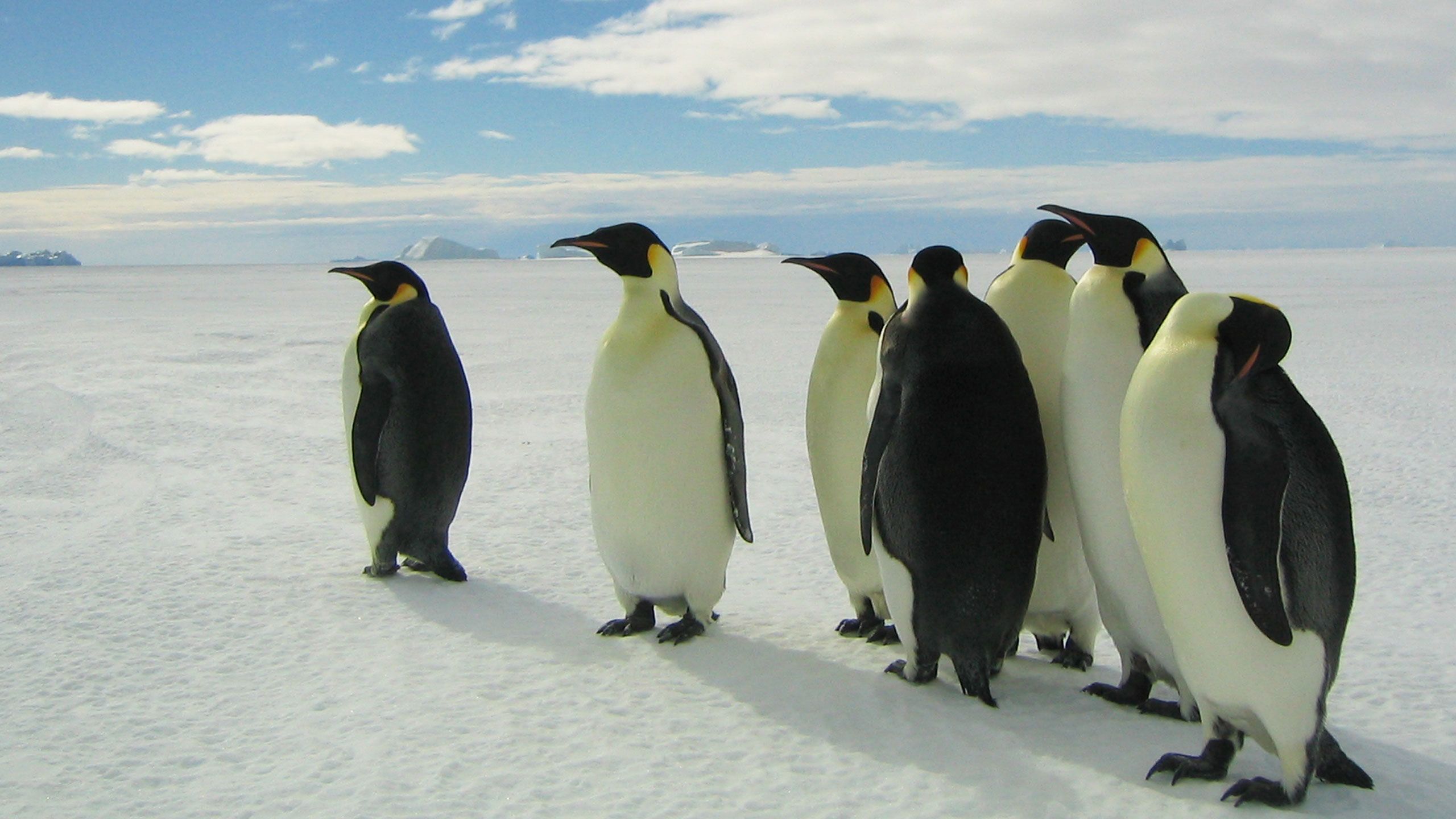 March of the Penguins | Full Movie | Movies Anywhere