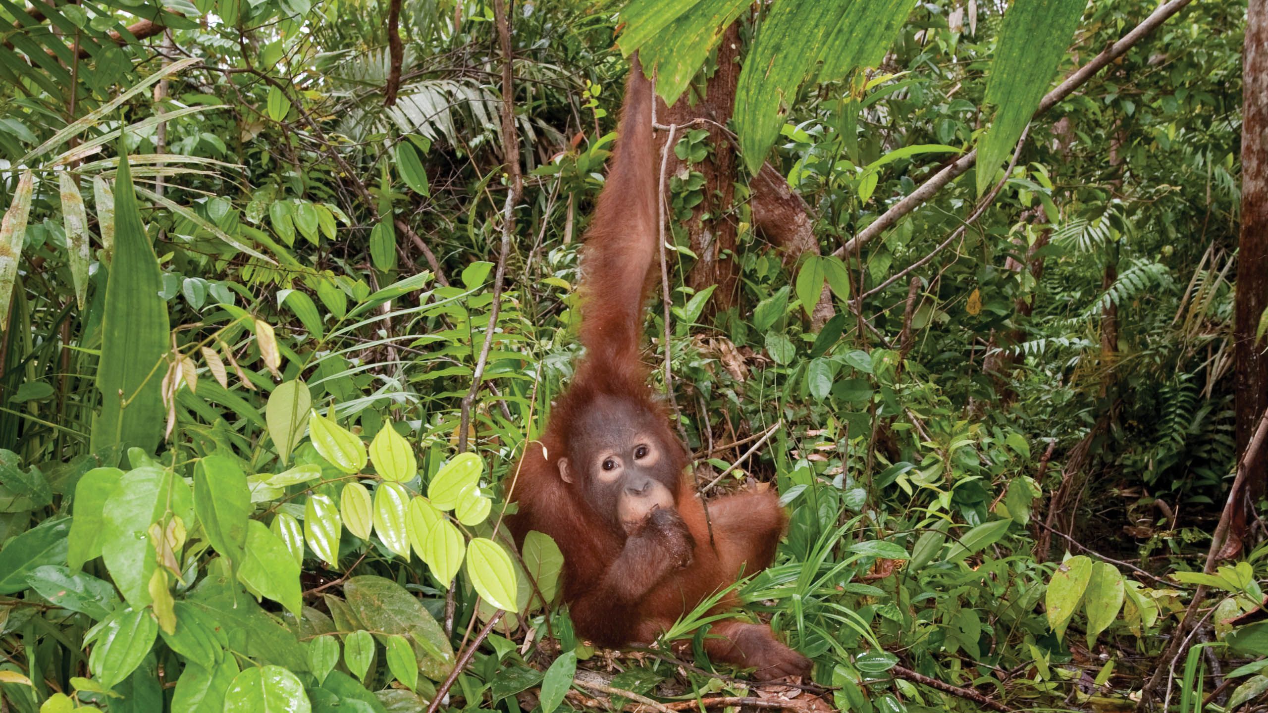 IMAX: Born to Be Wild | Full Movie | Movies Anywhere