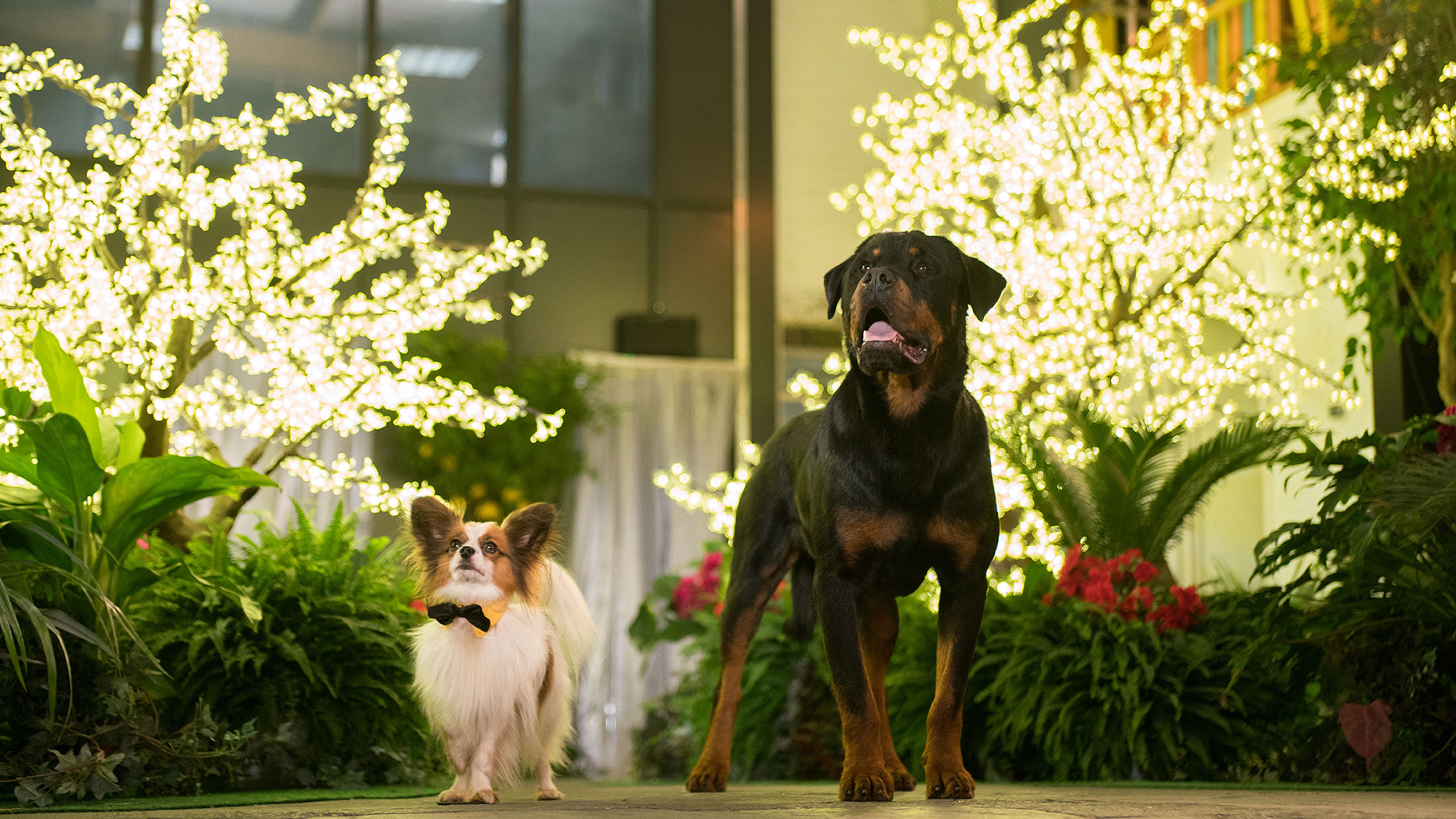 Show Dogs | Full Movie | Movies Anywhere
